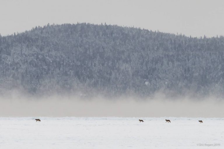 Picture of the Day – Wolves on Lake Superior – Wawa-news.com