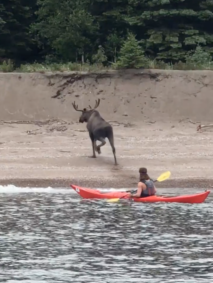 Thank you – Wawa’s Moose Saviour – Wawa-news.com