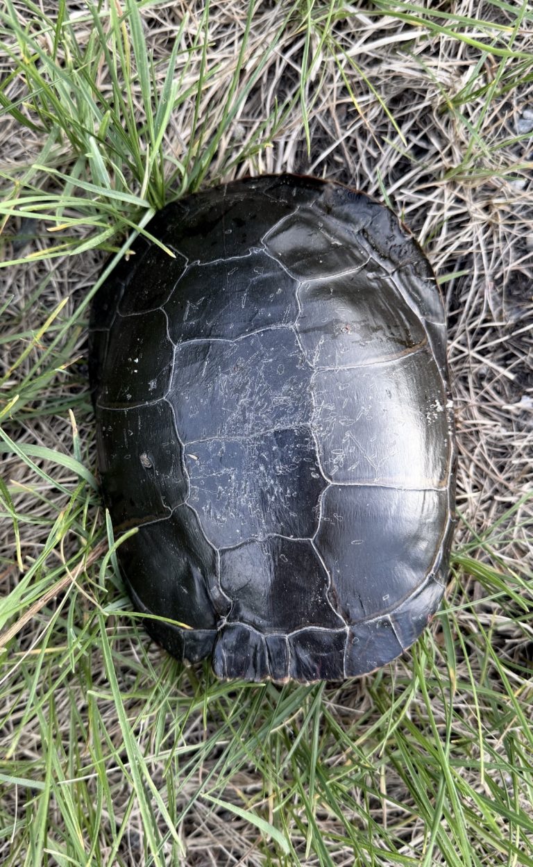 Turtle Season – Wawa-news.com