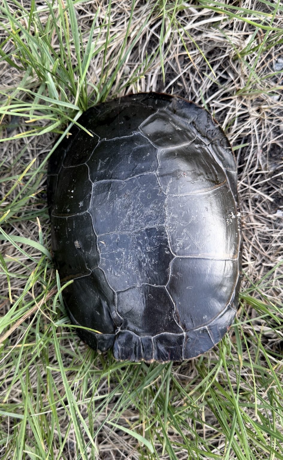 Turtle Season – Wawa-news.com